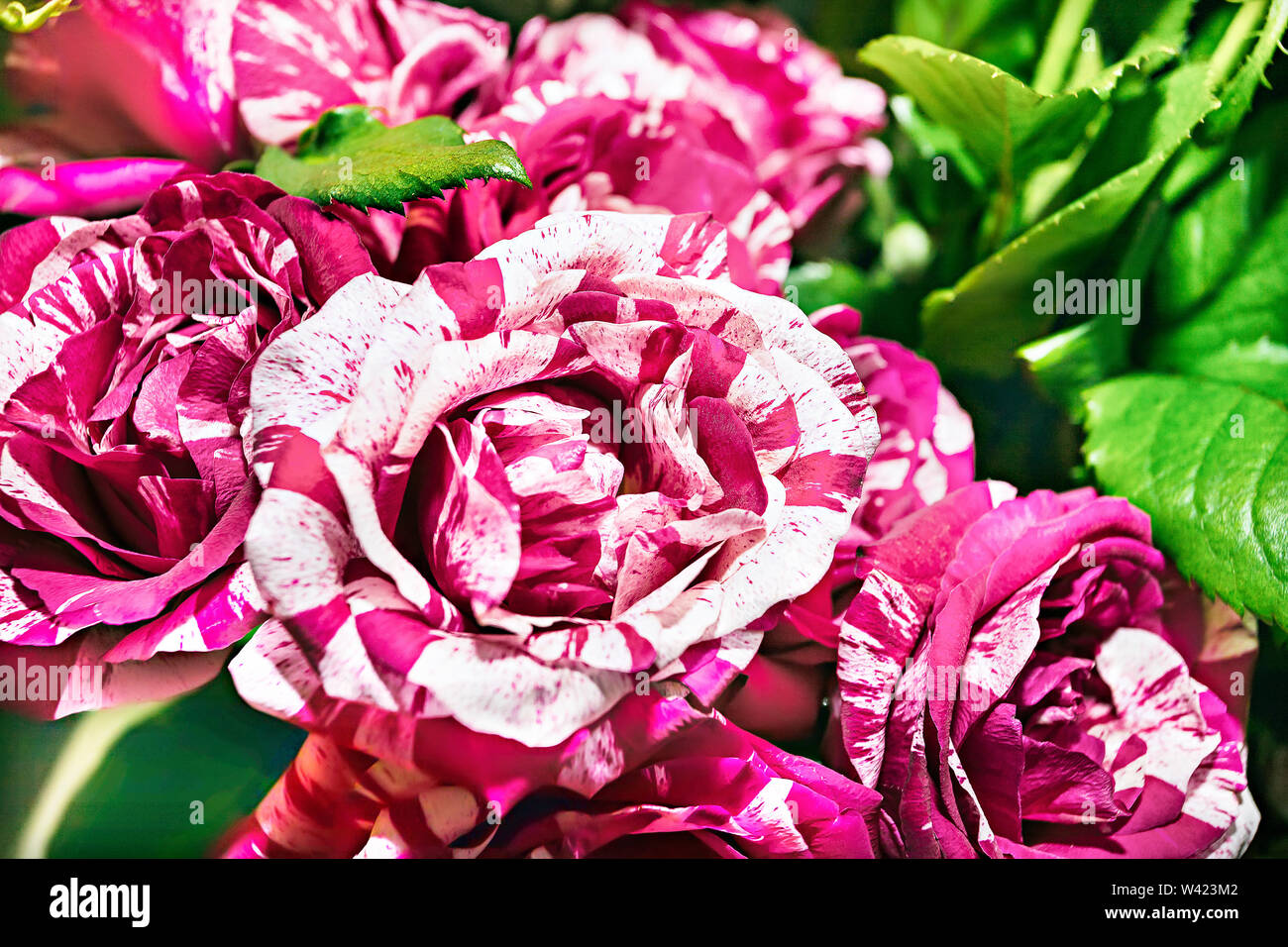 Dragon roses bunch closes up with green leaves around with details and ...