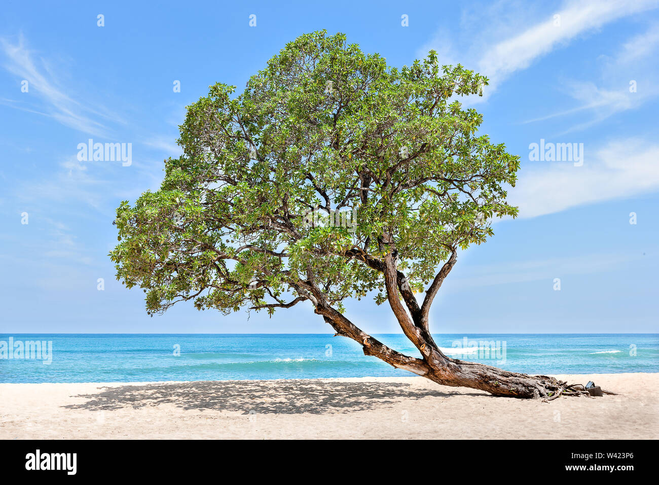 Huge and green tree at the beach side bend over to the sand under blue ...