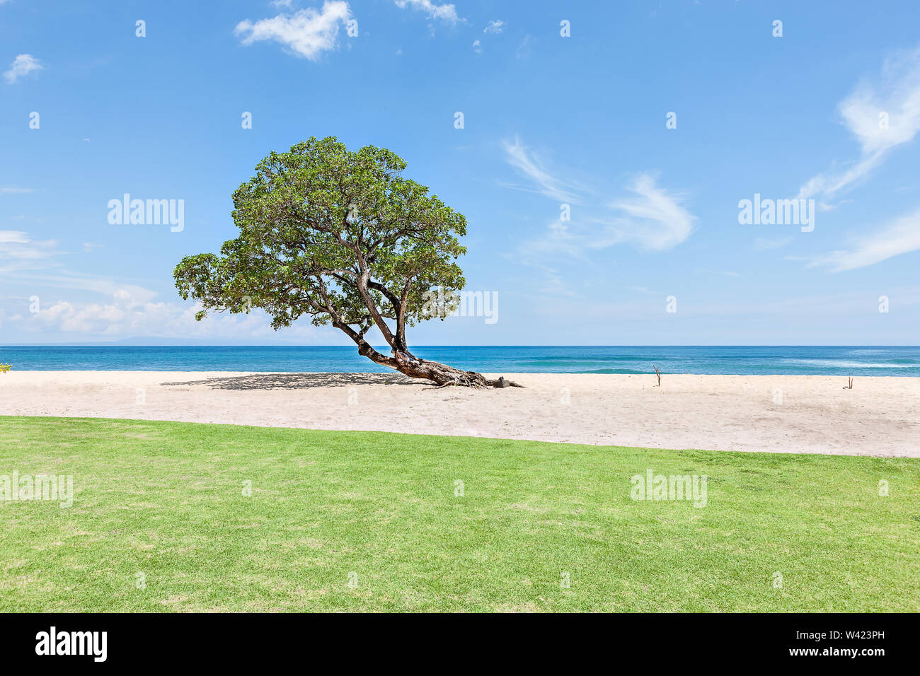 Green grass area at the beach side with a tree near the sand under blue ...