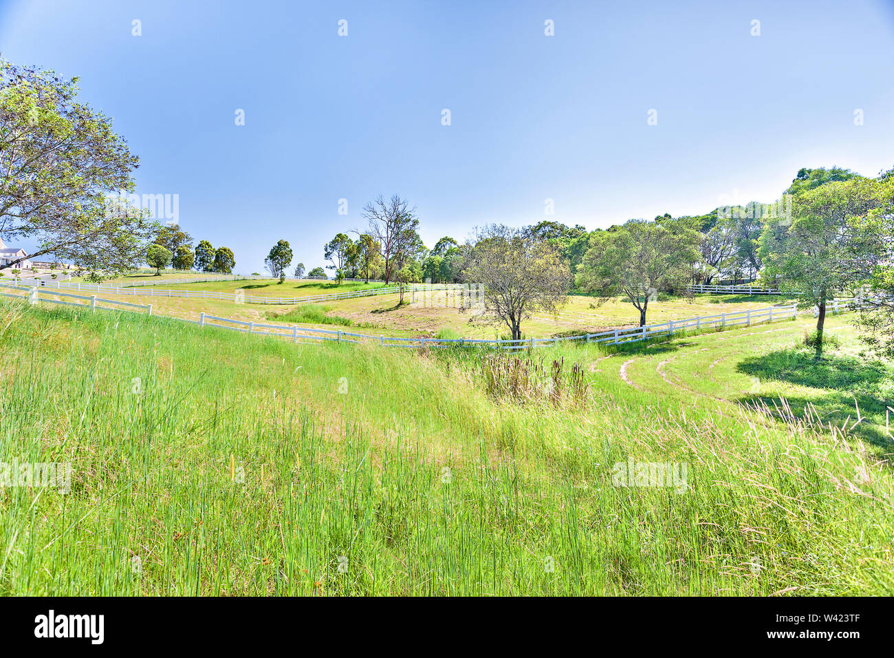 Valuable lawns on forest ground in green color, natural view from ...