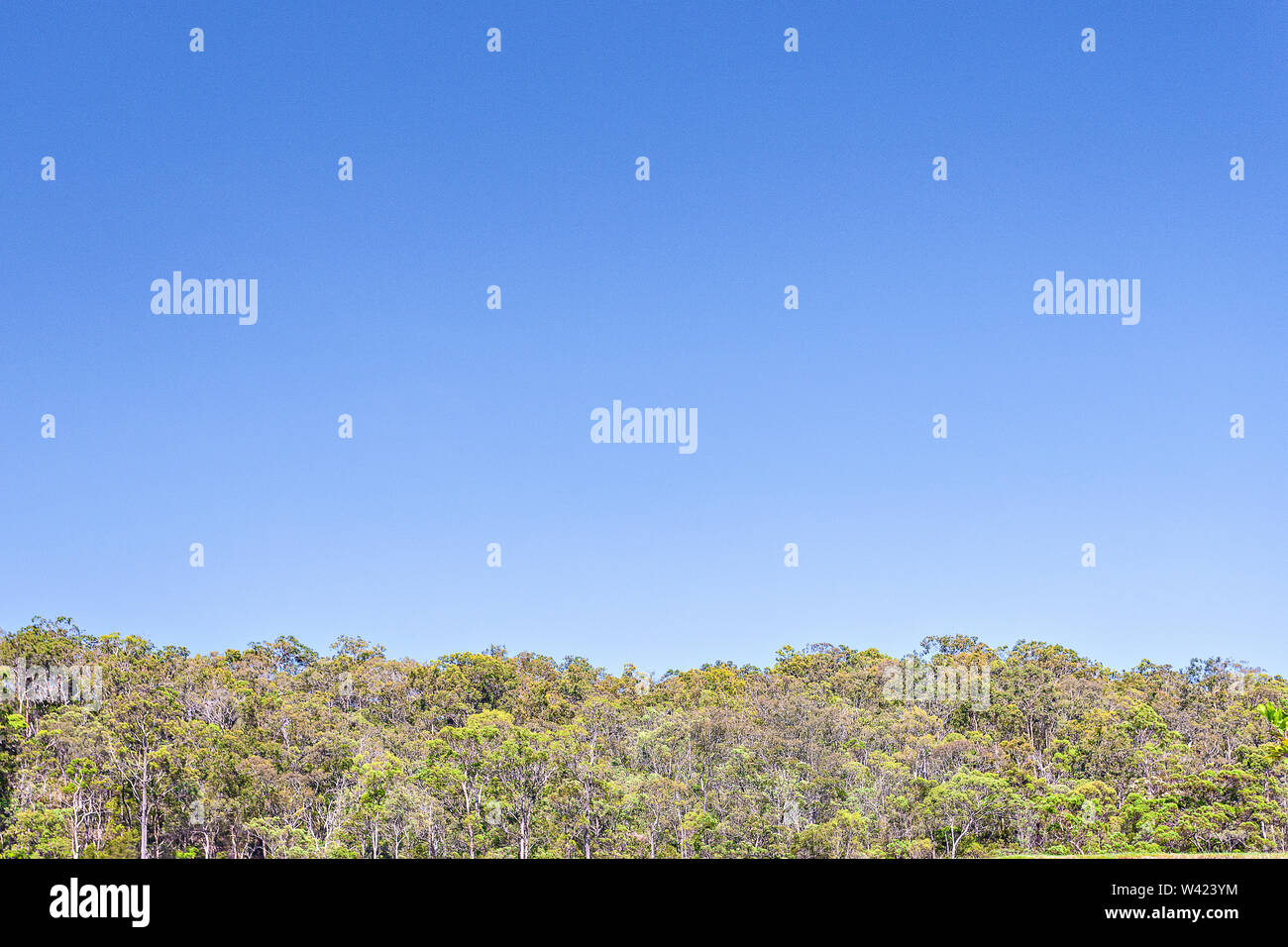 Green rain forest and huge trees with sky, very clear place from plants ...