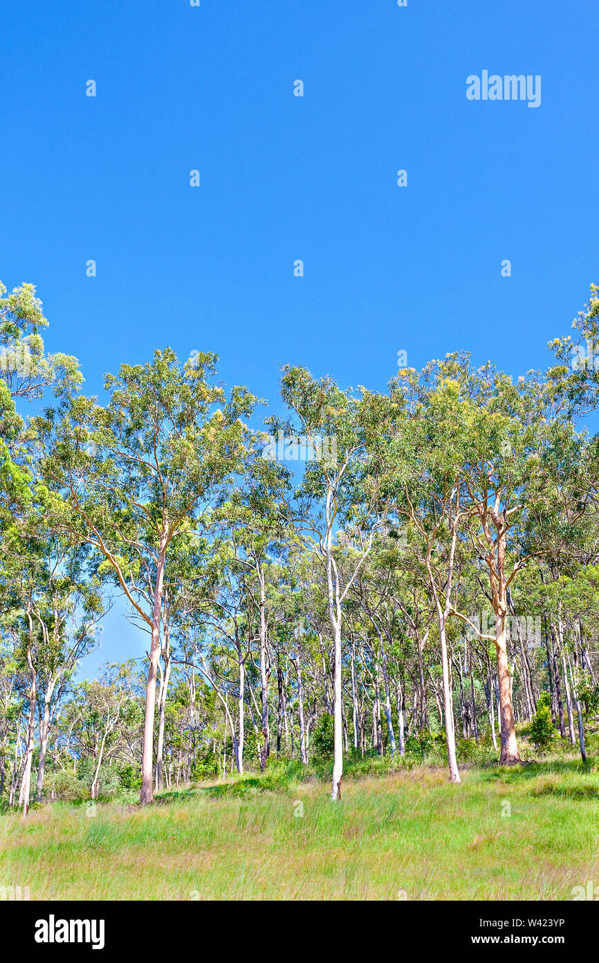 Green jungle with grass field under clear sky, natural view from jungle ...