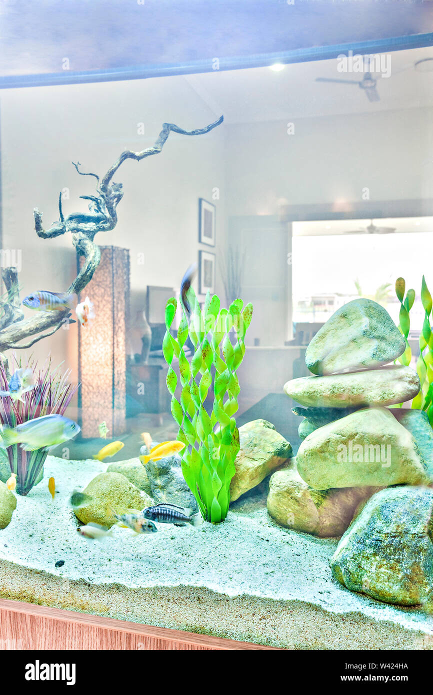 White Lightning Plants High Resolution Stock Photography and Images - Alamy