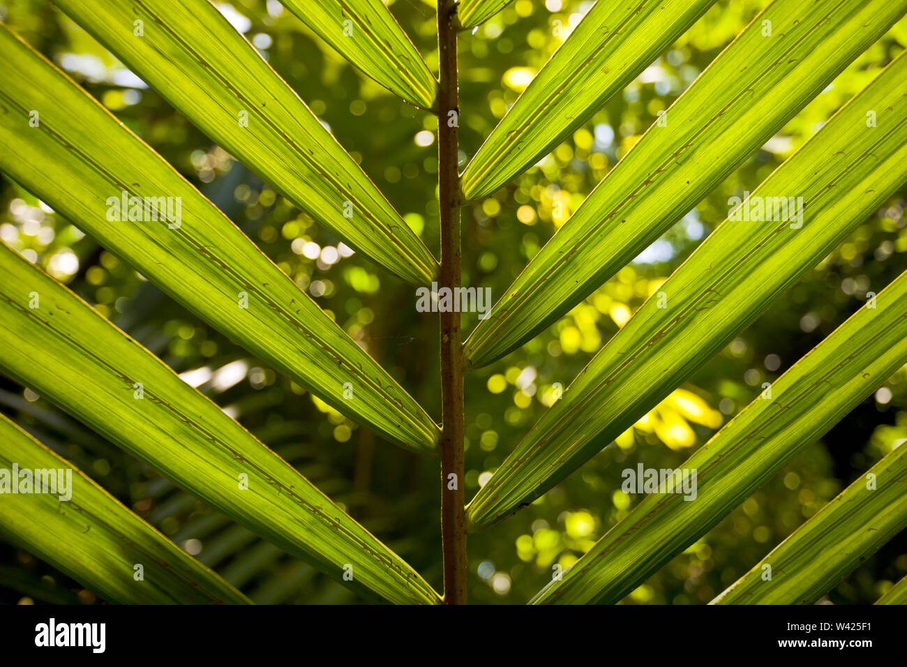 A close-up photograph of a palm leave Stock Photo - Alamy