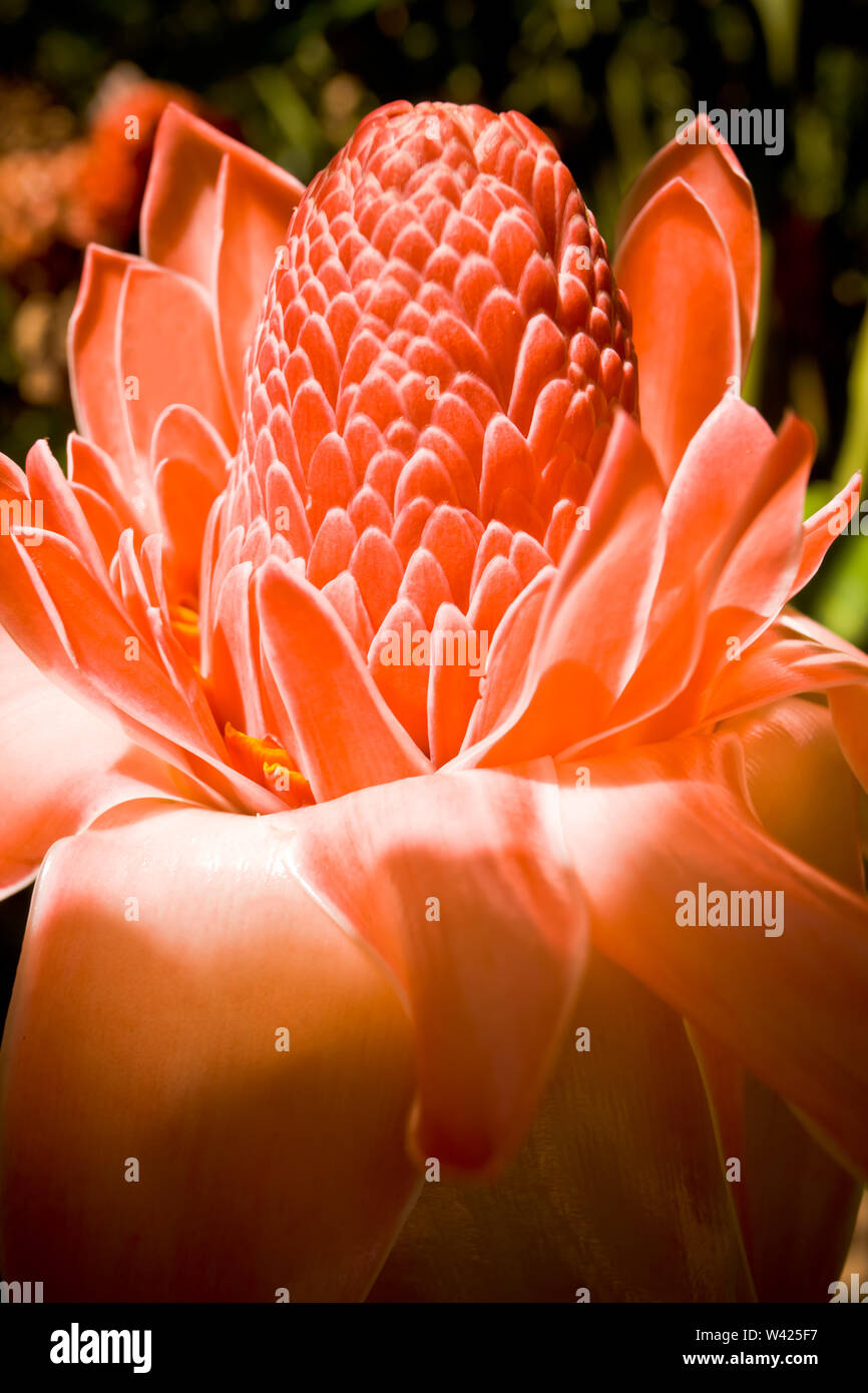 Unique australian scene hi-res stock photography and images - Alamy