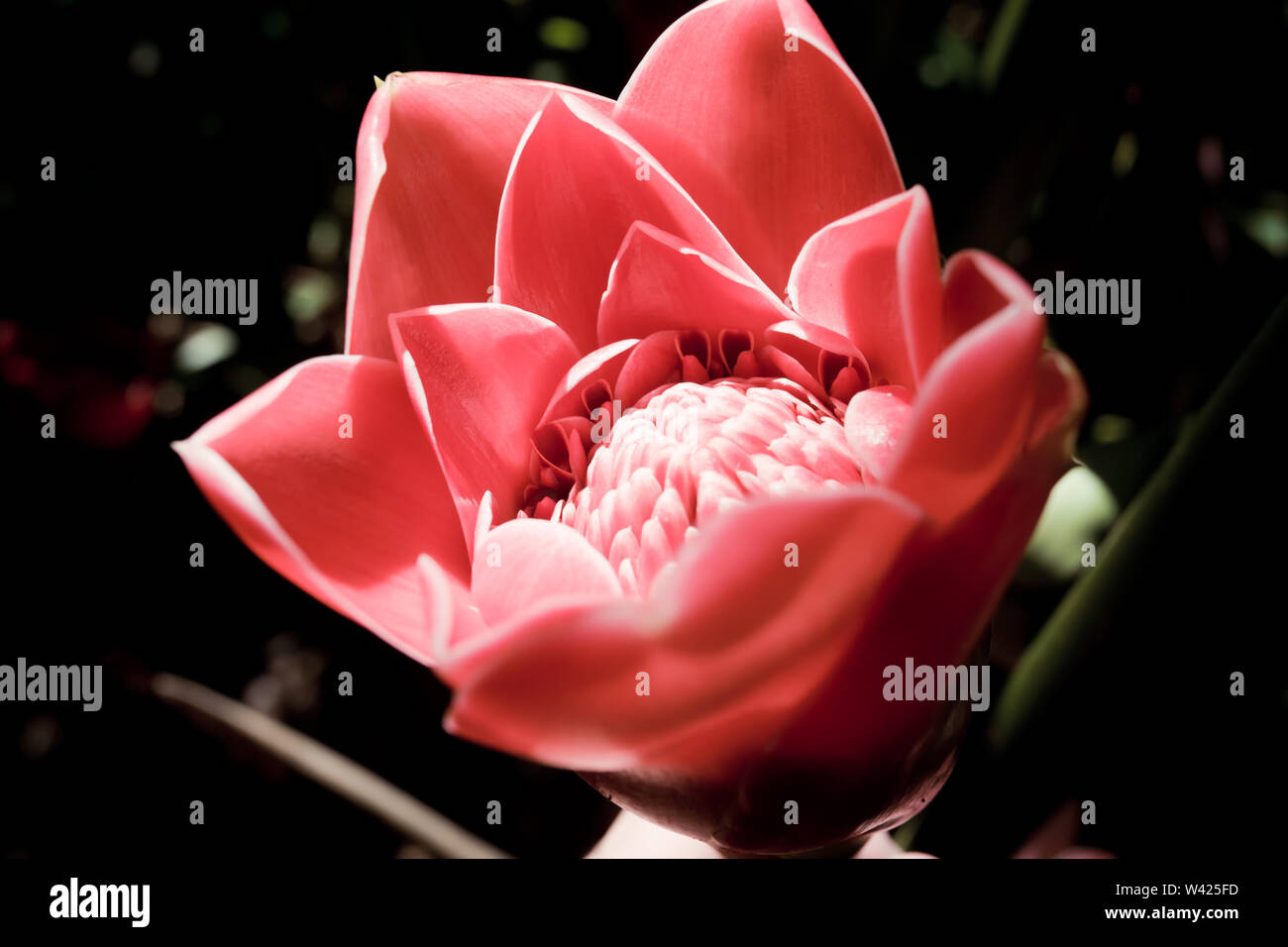 Pretty Australian Flower High Resolution Stock Photography and Images ...