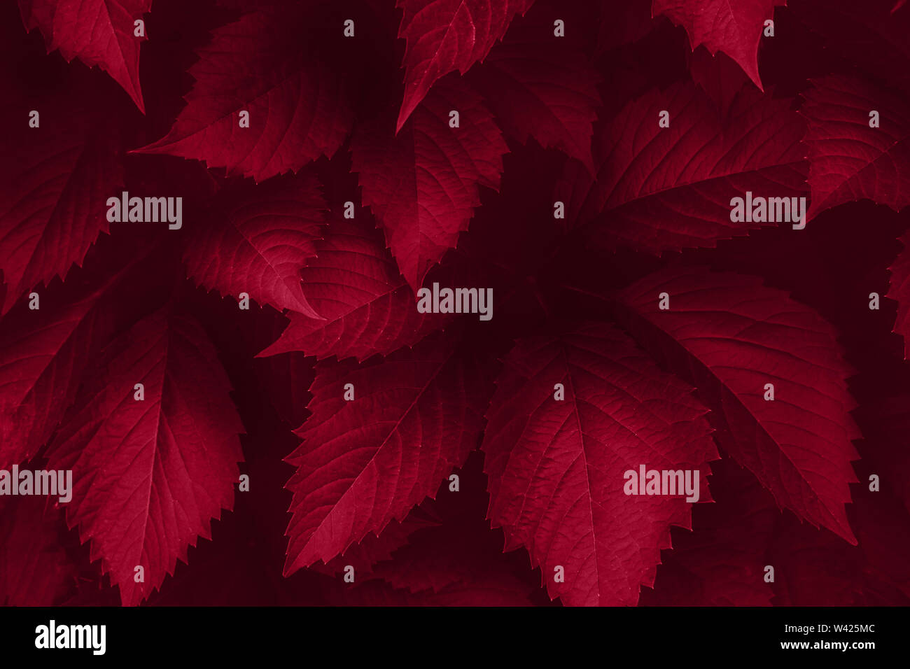 Bright proton red leaves top view minimalistic background. Foliage ...