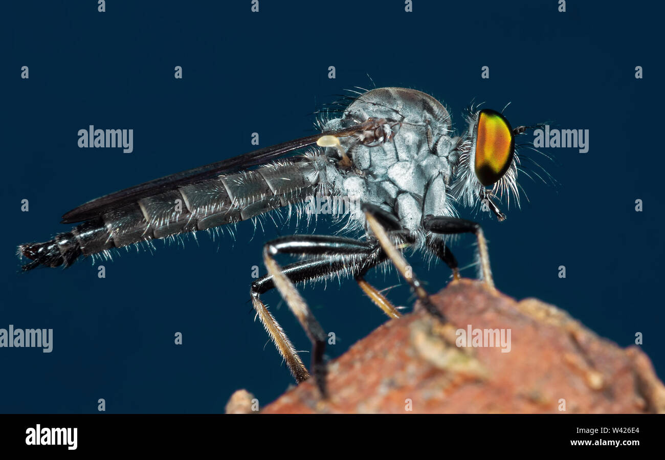 Macro Photography of Robber Fly on Wood Twig Isolated on Background ...