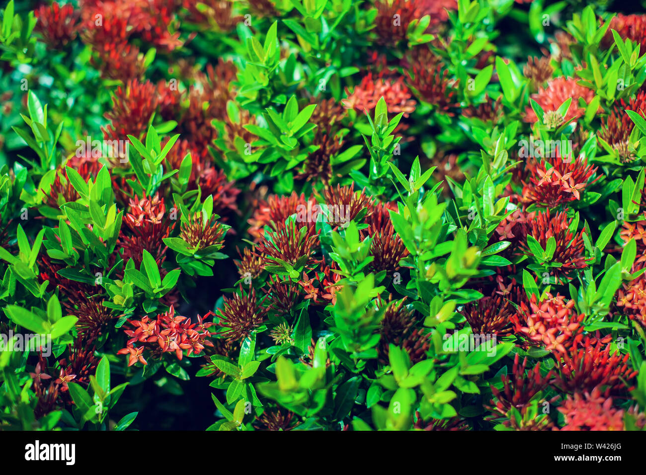 Rubiaceae family hi-res stock photography and images - Alamy