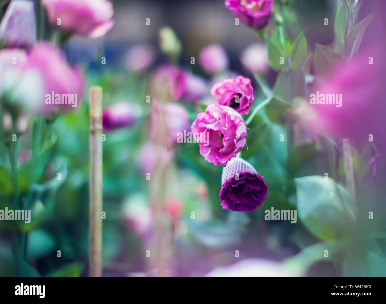 Birdseye chilli bush hi-res stock photography and images - Alamy