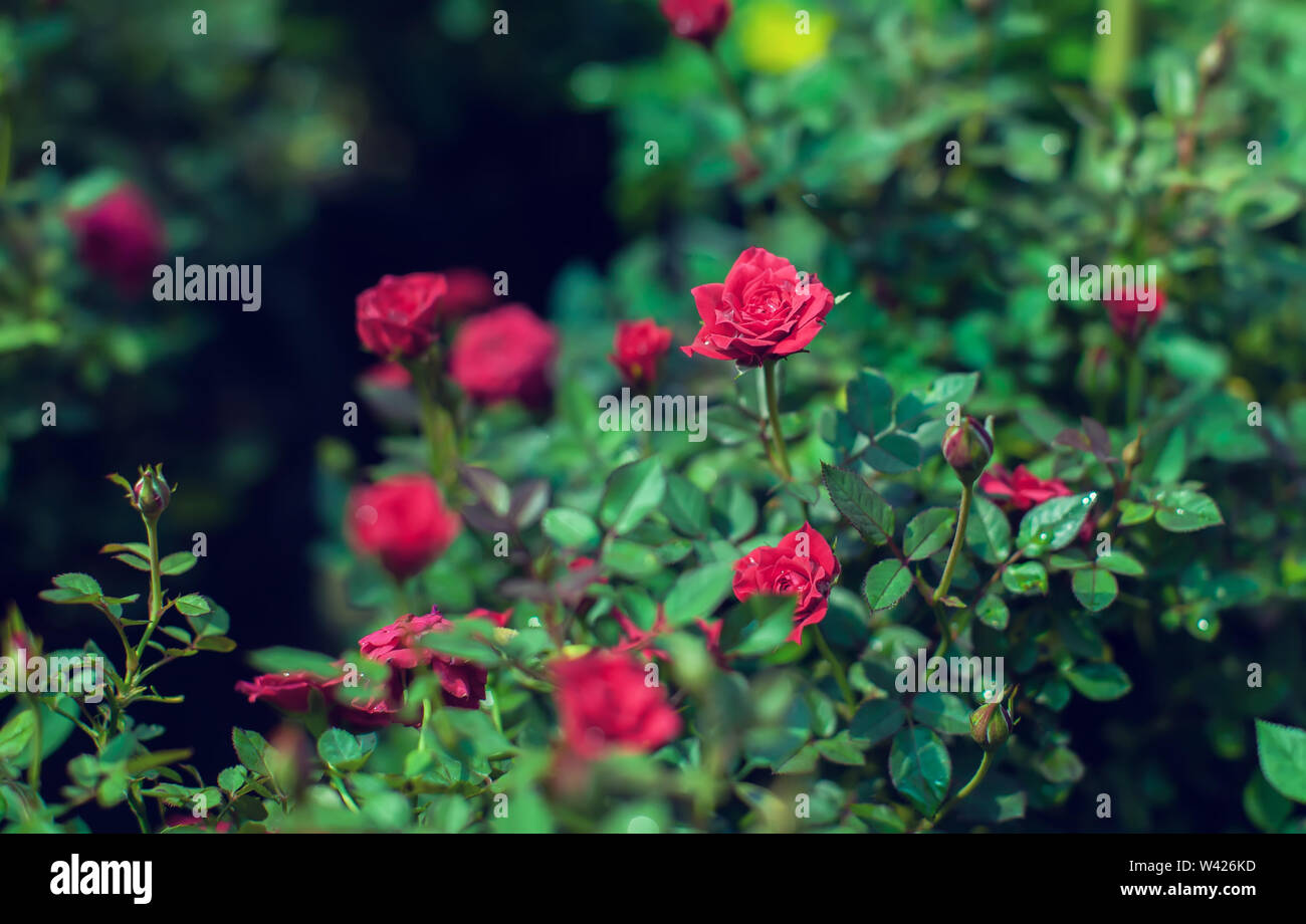 Miniature camellia hi-res stock photography and images - Alamy