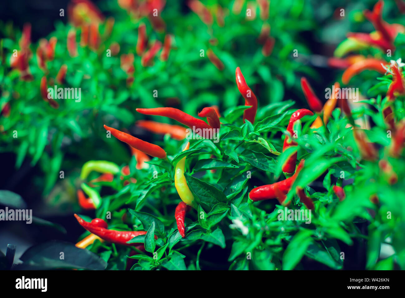 Close up of young Birds Eye Chili tree with its chilies in fresh green ...
