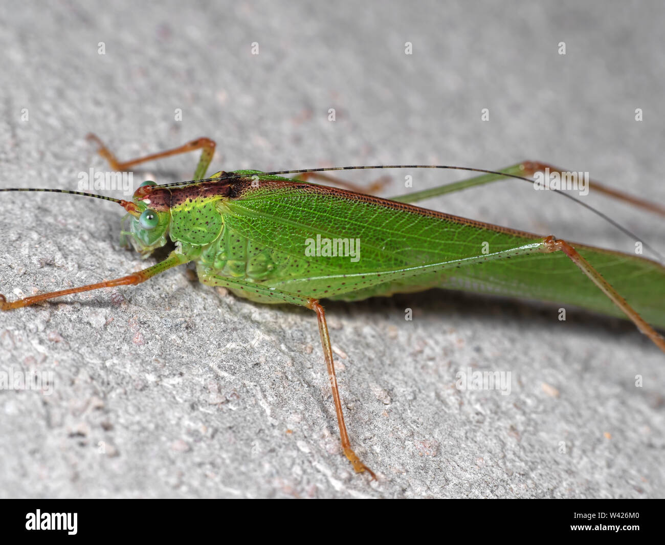 Macro Photography of Green Grasshopper on The Floor, Selective Focus ...