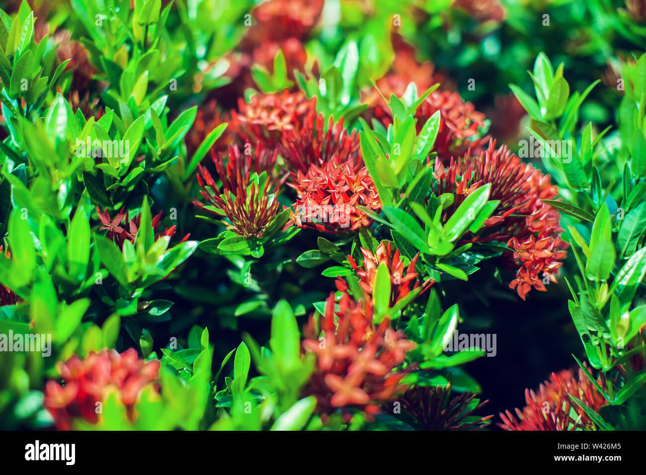 Rubiaceae family hi-res stock photography and images - Alamy