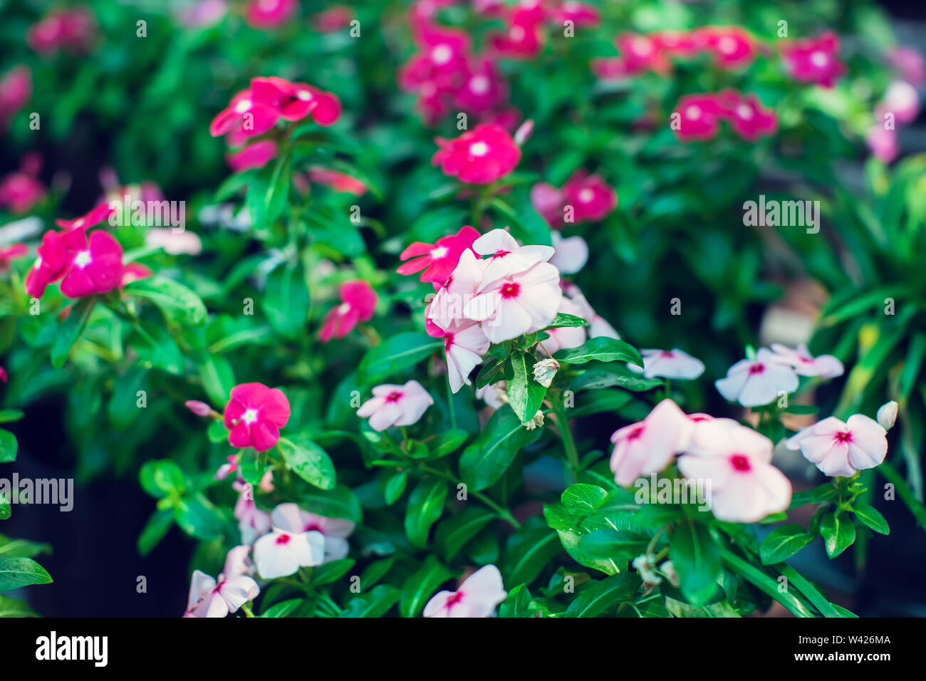 Background and texture of colorful Impatiens (Impatiens walleriana ...