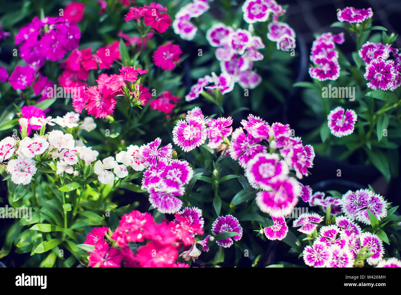 Background and texture of colorful Impatiens (Impatiens walleriana ...