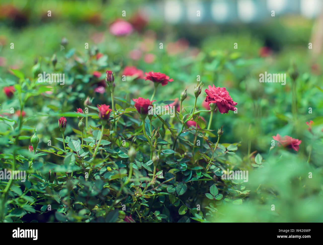 Mini rosa hi-res stock photography and images - Alamy