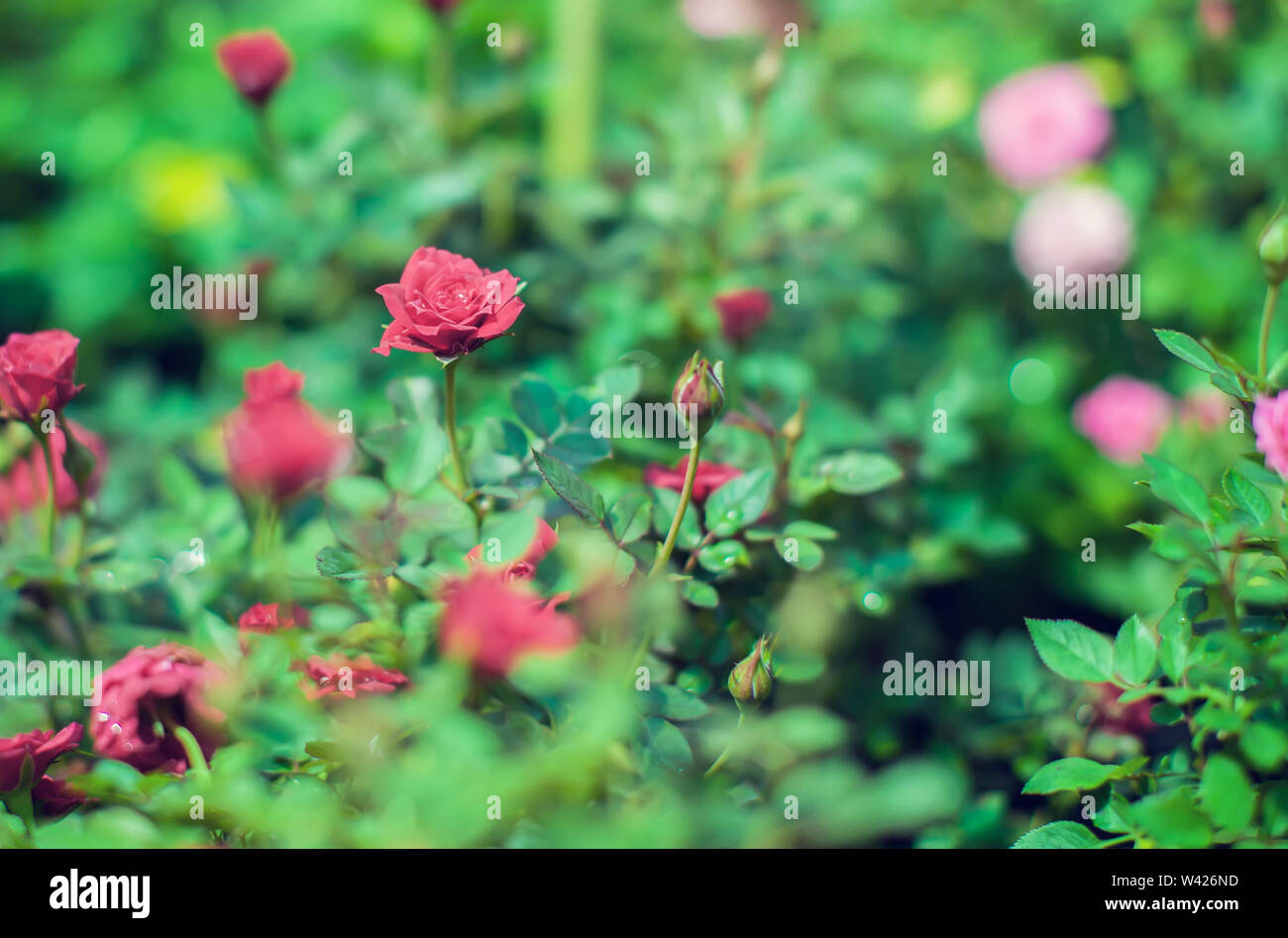 Miniature rose in pot hi-res stock photography and images - Alamy