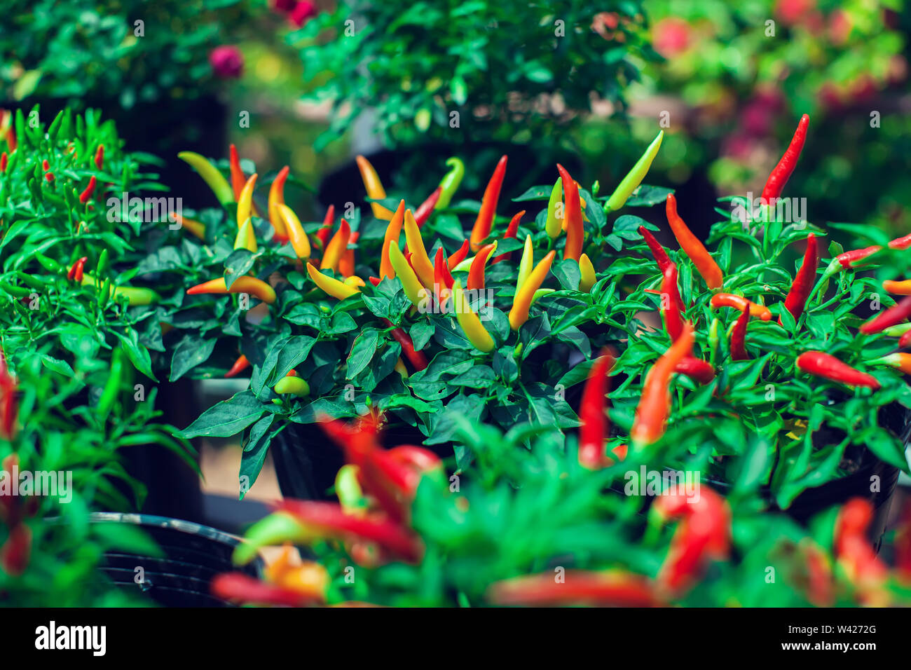 Close up of young Birds Eye Chili tree with its chilies in fresh green ...