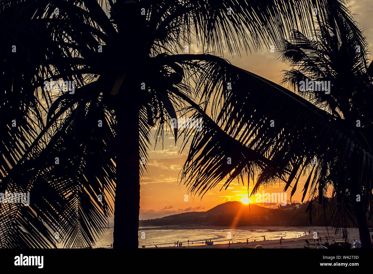 coconut palm trees on beach at sunset Stock Photo - Alamy