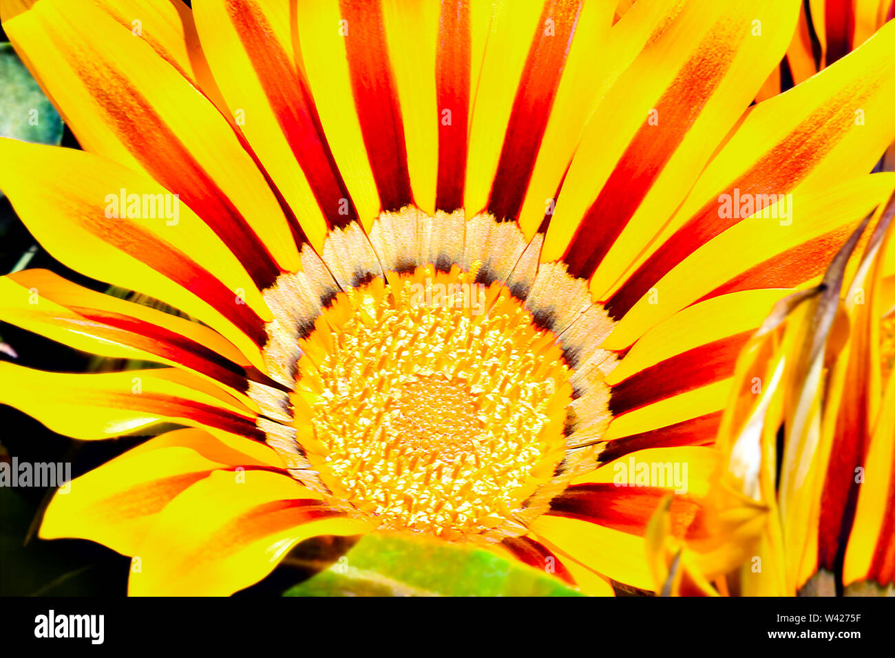 Sunflower image macro with long red and yellow petals, there are pollen ...