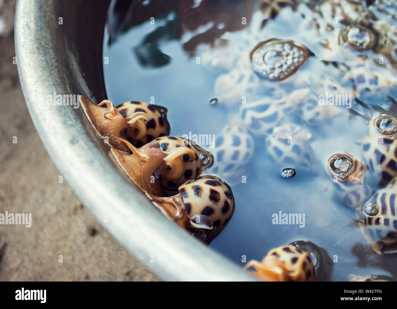 A lot of garden snails hi-res stock photography and images - Alamy