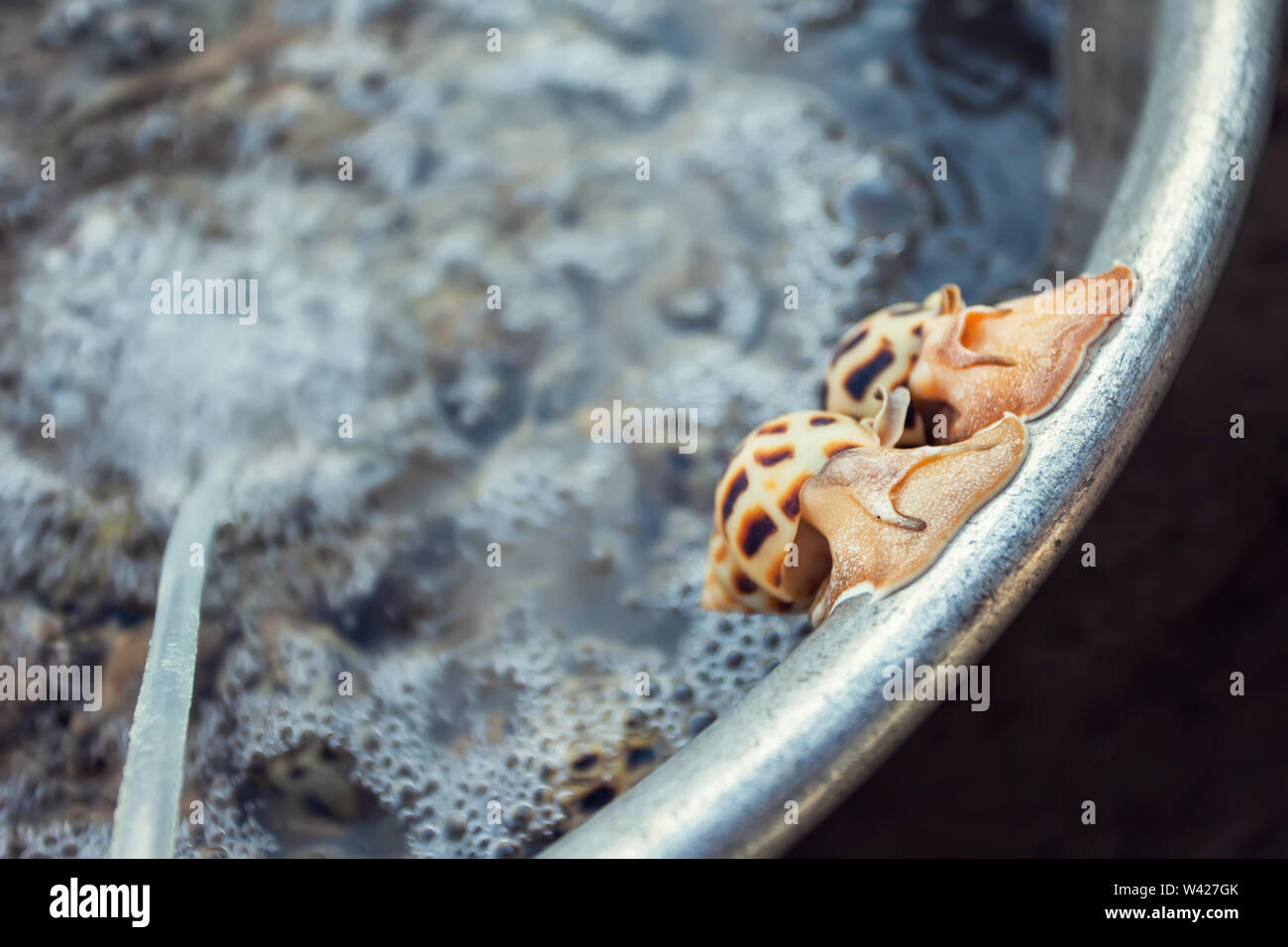 Snails on market. A lot of fresh snails on display at seafood market ...