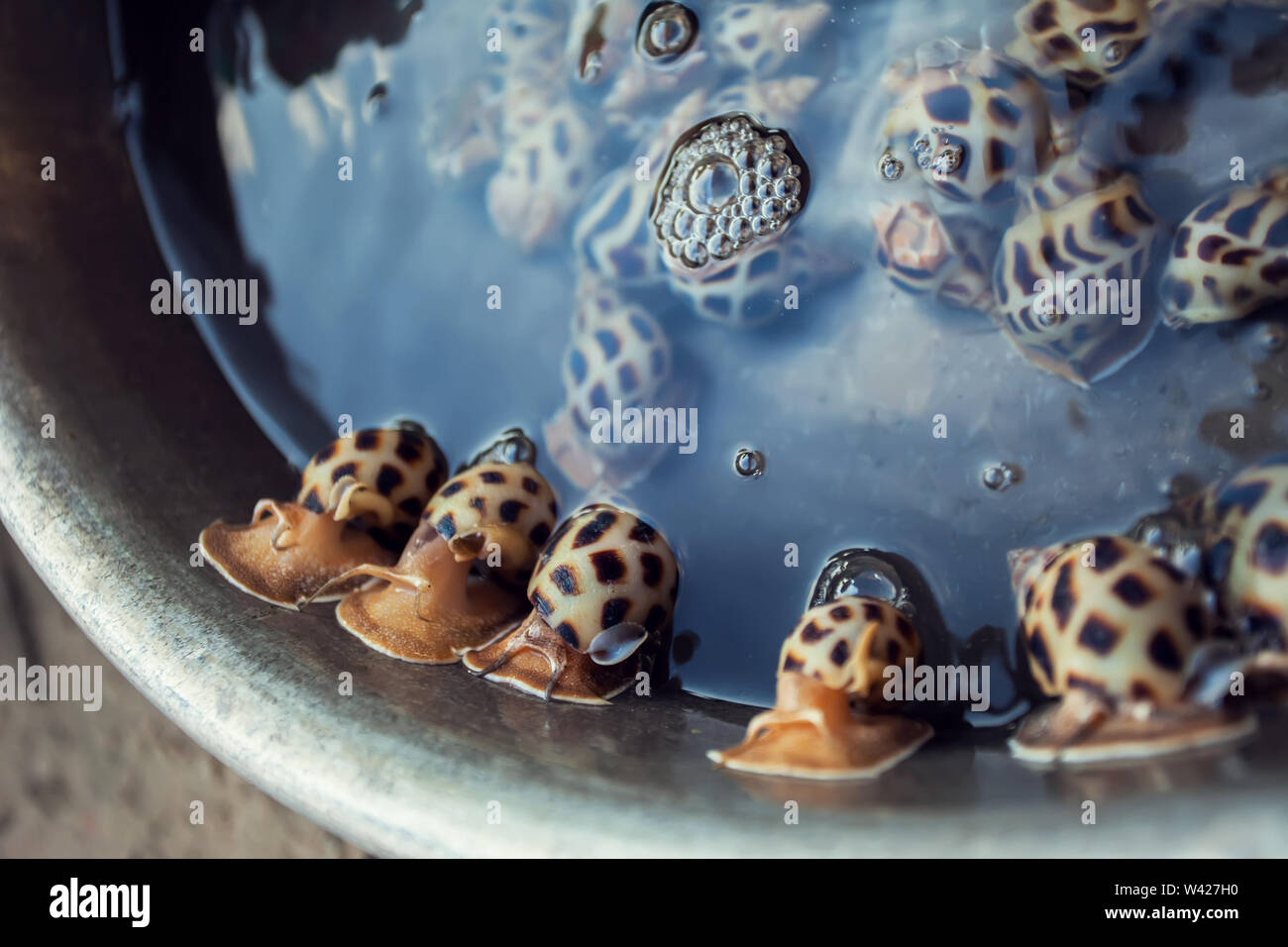 Snails on market. A lot of fresh snails on display at seafood market ...