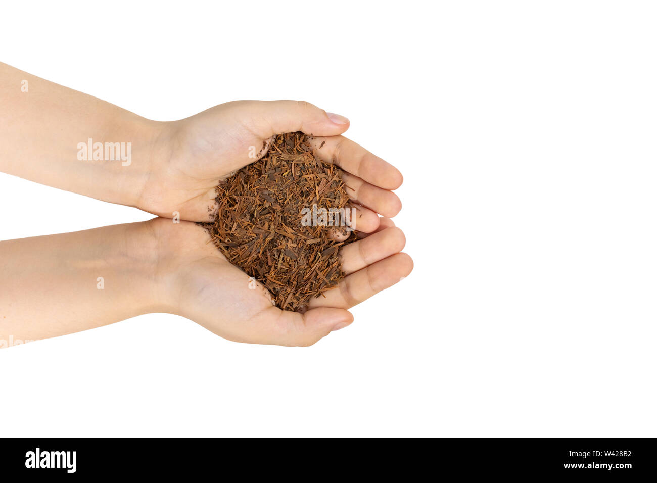 Lapacho herbal tea in female hands, close up, isolated. Healthy South ...