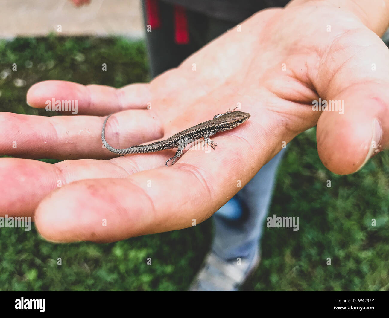 Kid holding a small young lizard in his hand Stock Photo - Alamy