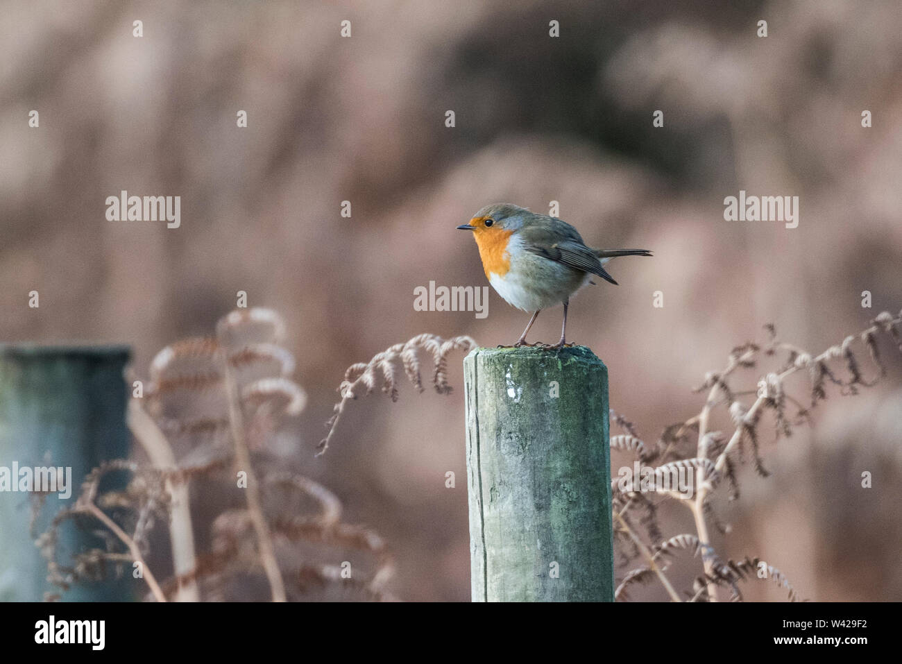 Robin redbreast sat on fence post with dead bracken creating a soft ...