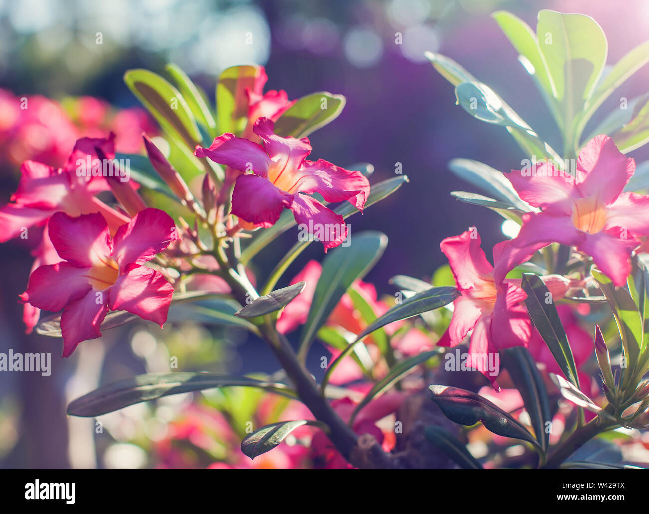 Closeup adenium flower adenium multiflorum desert rose Stock Photo - Alamy