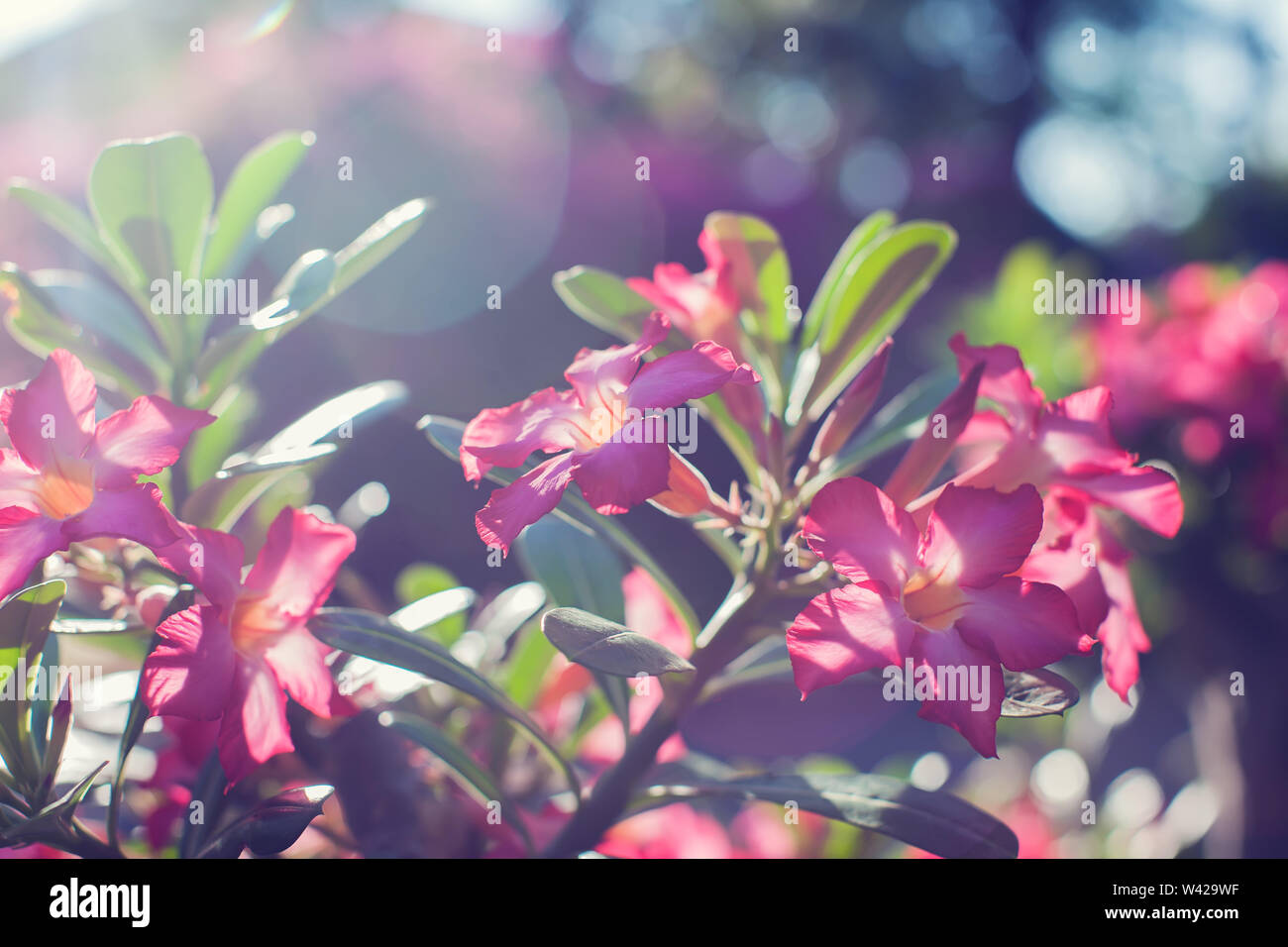 Closeup adenium flower adenium multiflorum desert rose Stock Photo - Alamy