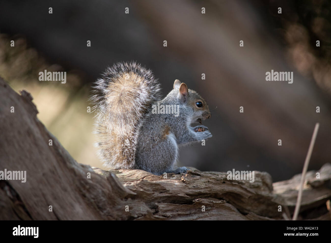 Grey Squirrel sat on a log, eating a nut in strong, directional ...