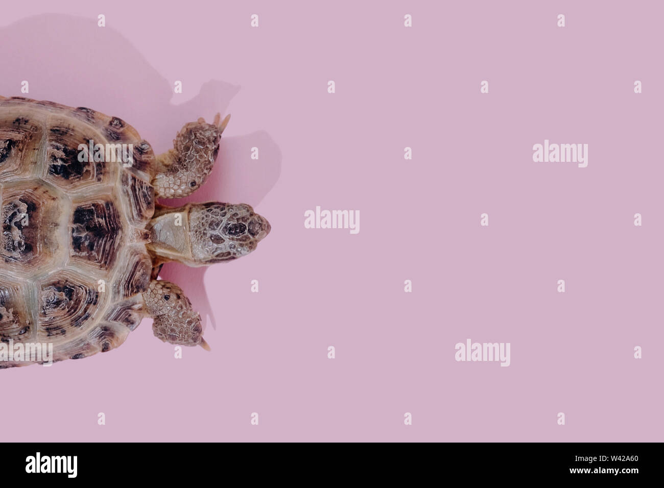 Turtle on pink background trend flat lay concept with fashionable ...