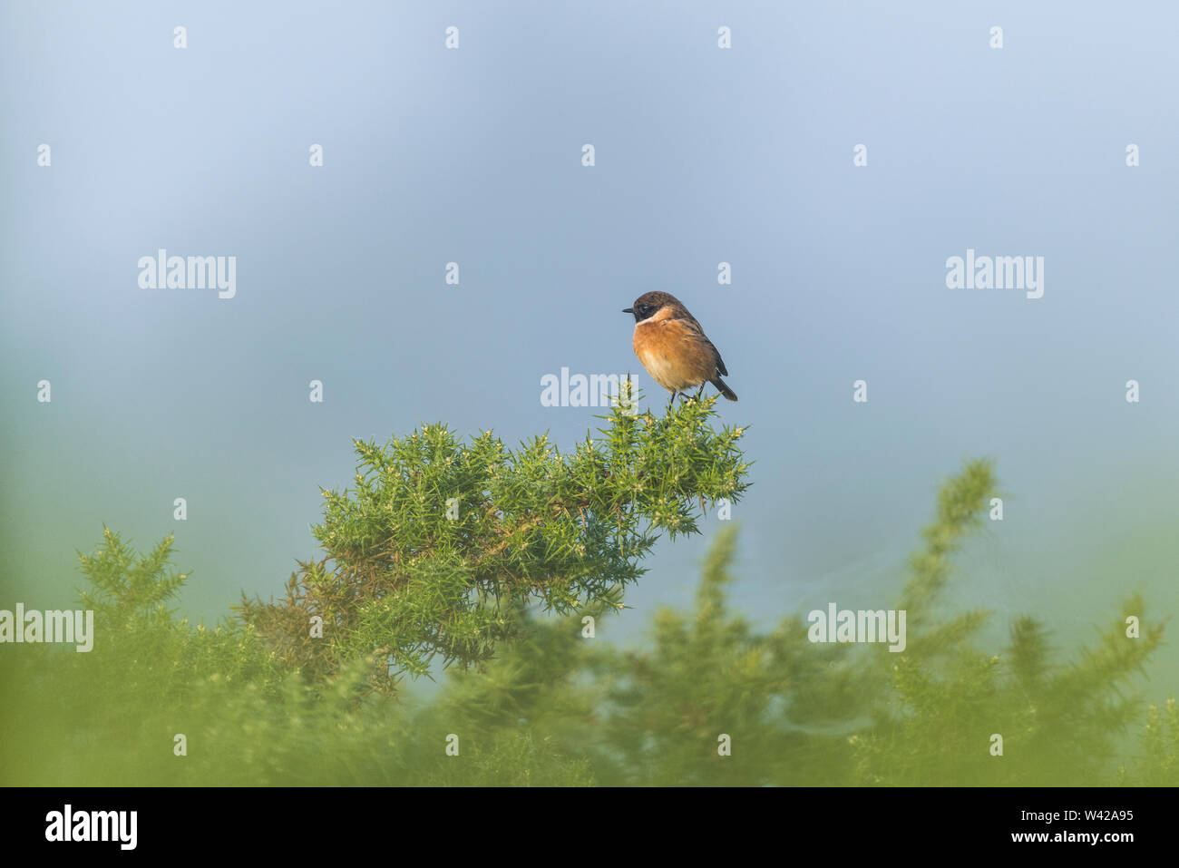 Bird on gorse hi-res stock photography and images - Alamy
