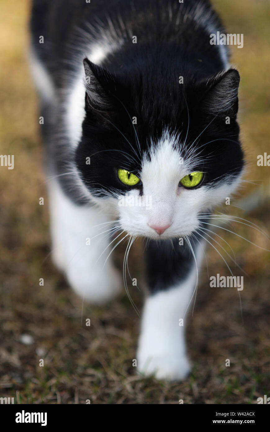 Stalking Eyes