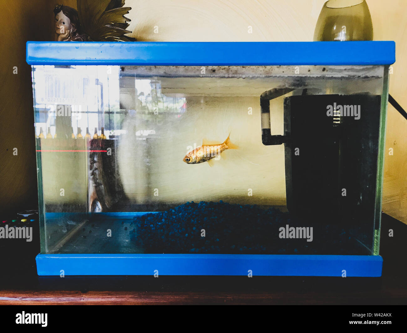 Small red fish in a blue aquarium Stock Photo - Alamy