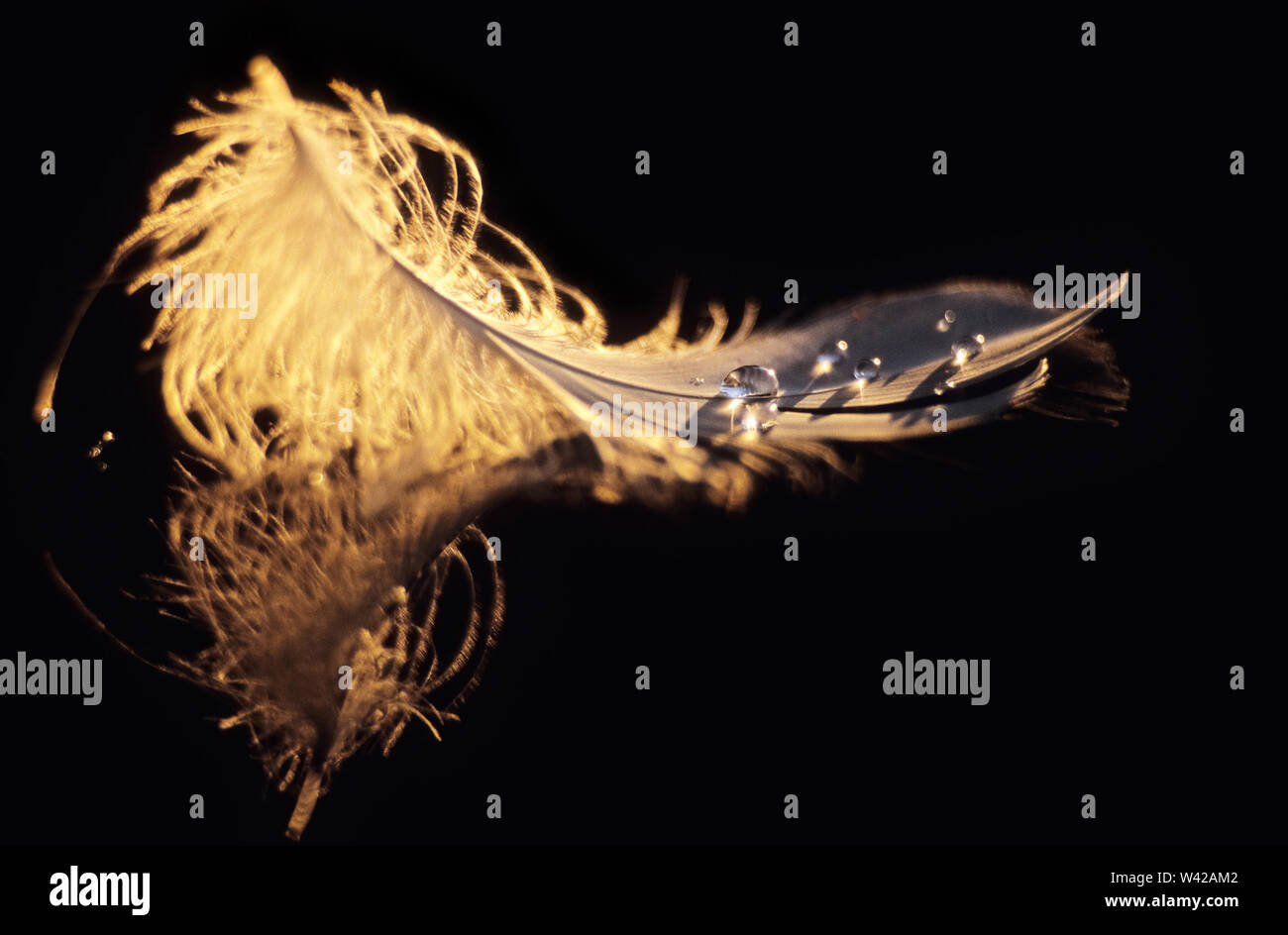 Feather Floating On Water High Resolution Stock Photography and Images ...