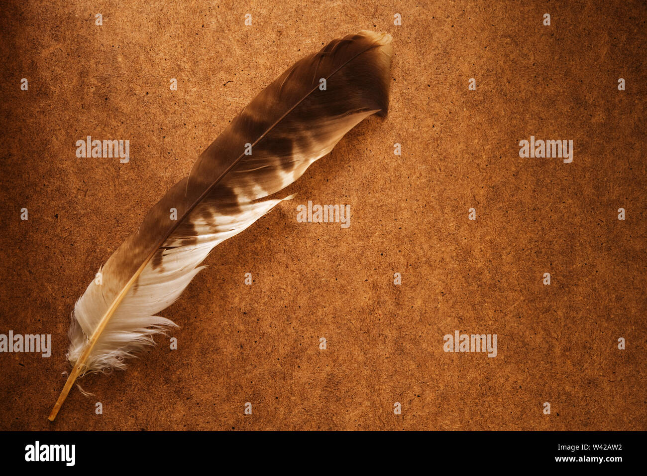 Hawk feather hi-res stock photography and images - Alamy