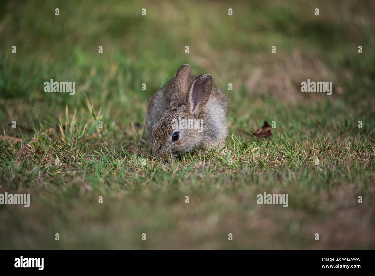 young rabbit feeding in the grass, head turned sideways Stock Photo - Alamy