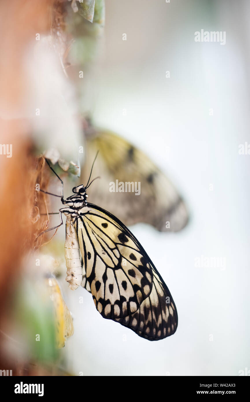 Newly hatched Paper Kite butterfly (Idea leuconoe Stock Photo - Alamy