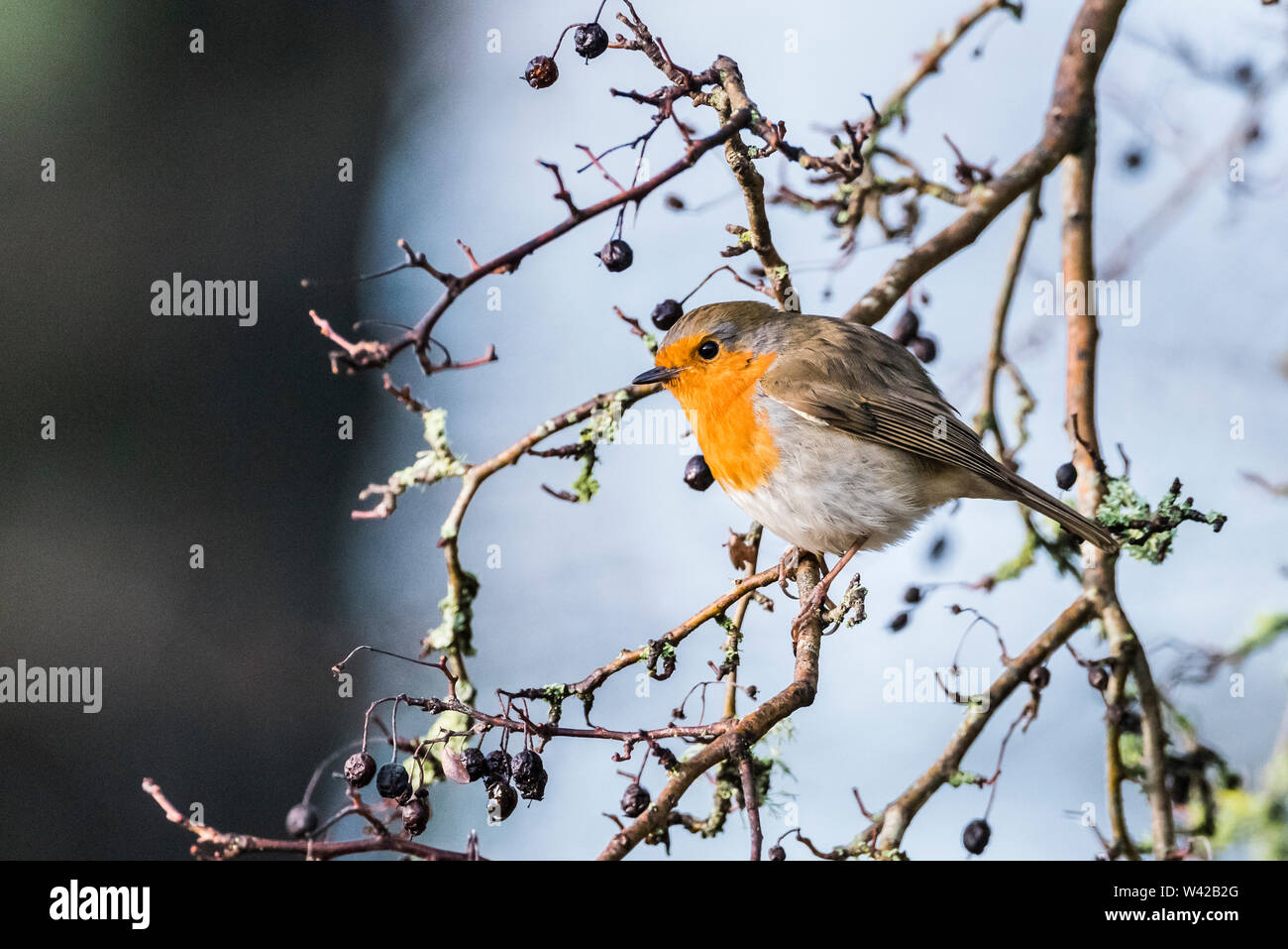 Robin red breast,Erithacus rubecula, sat in mossy tree branches with ...