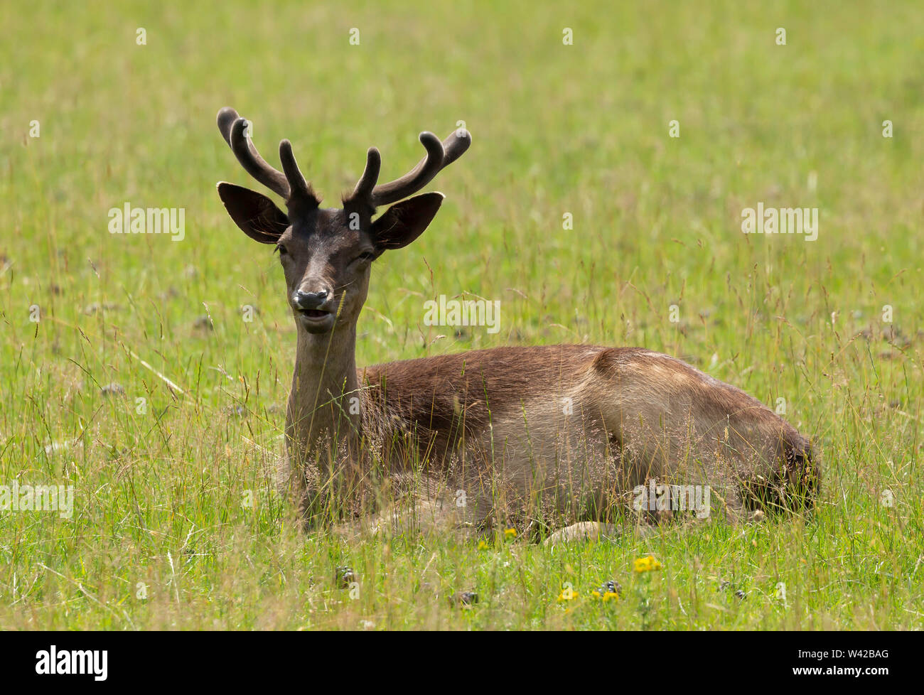 Dark variant hi-res stock photography and images - Alamy