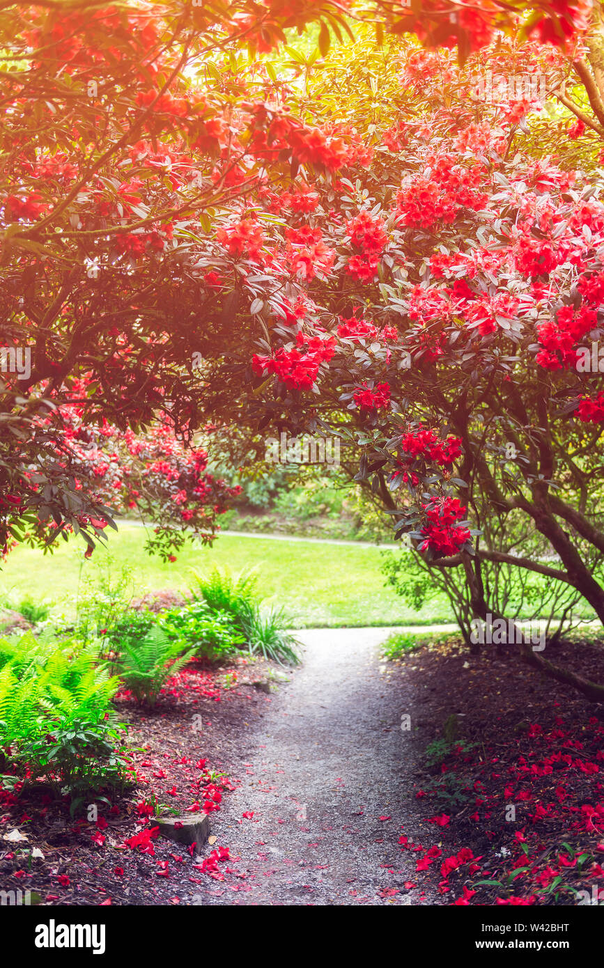 Beautiful Garden with blooming trees during spring time, Wales, UK ...