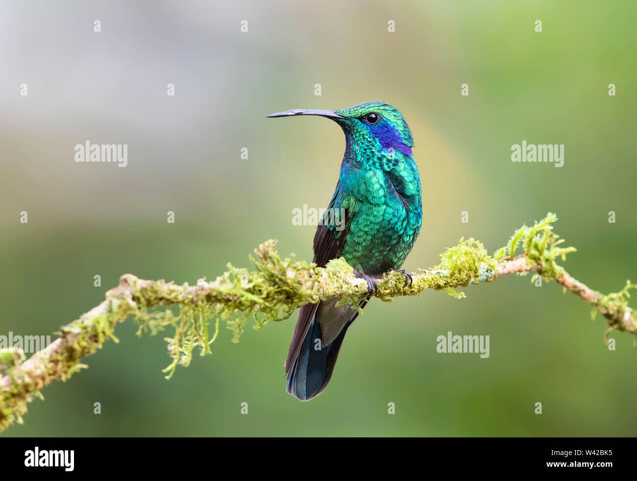 Costa rica green birds hi-res stock photography and images - Alamy