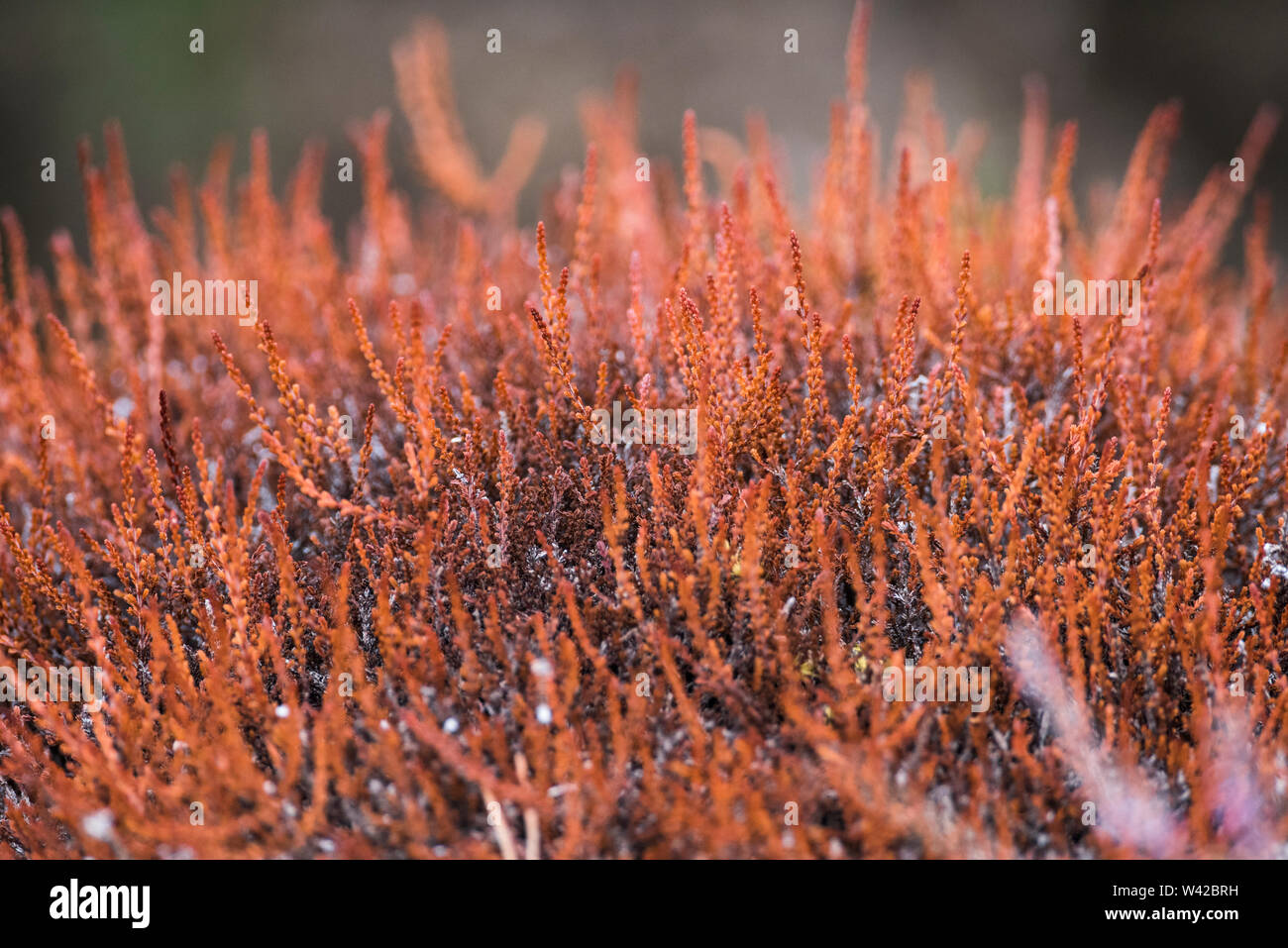 Dying heather, vibrant autumn colour Stock Photo - Alamy