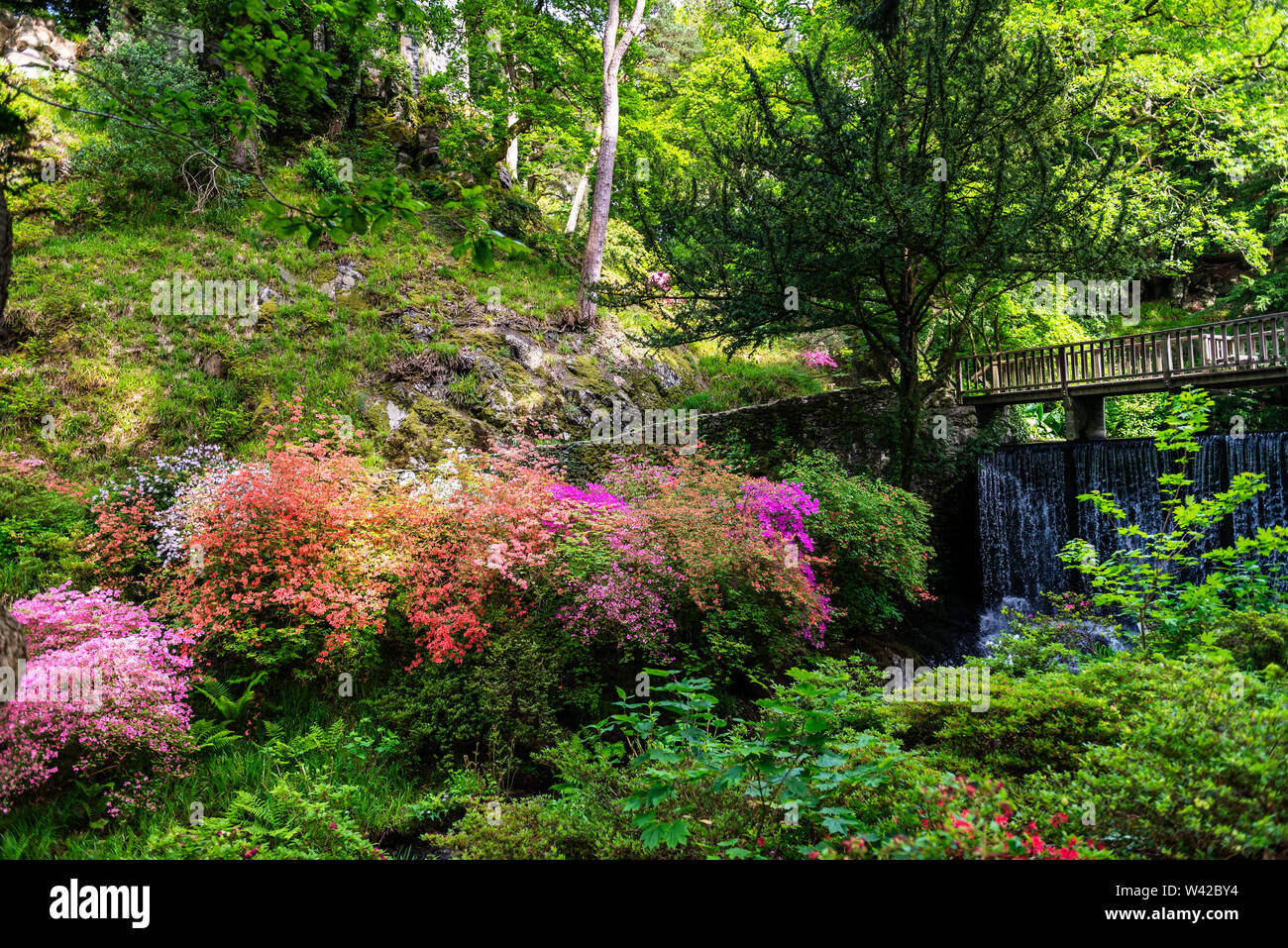 Beautiful Garden with blooming trees during spring time, Wales, UK ...