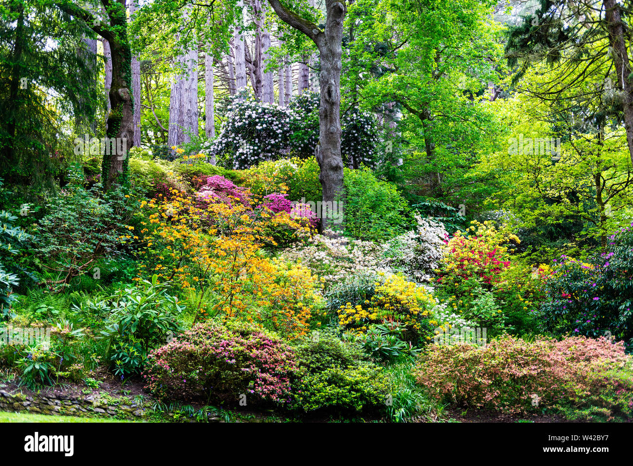 Beautiful Garden with blooming trees during spring time, Wales, UK ...
