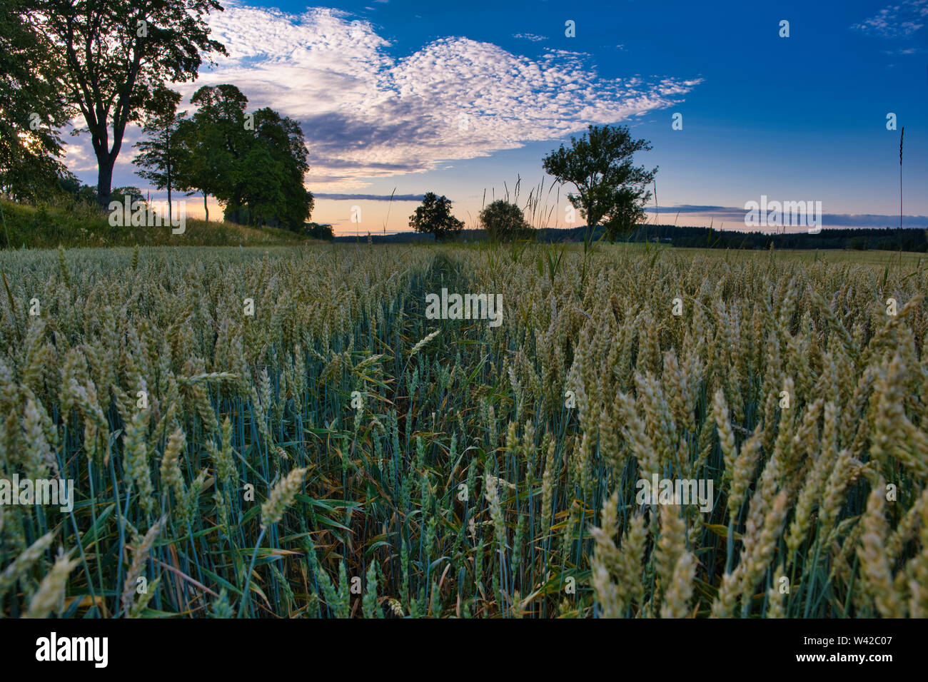 close up of wheat field with trees in background and trees Stock Photo ...